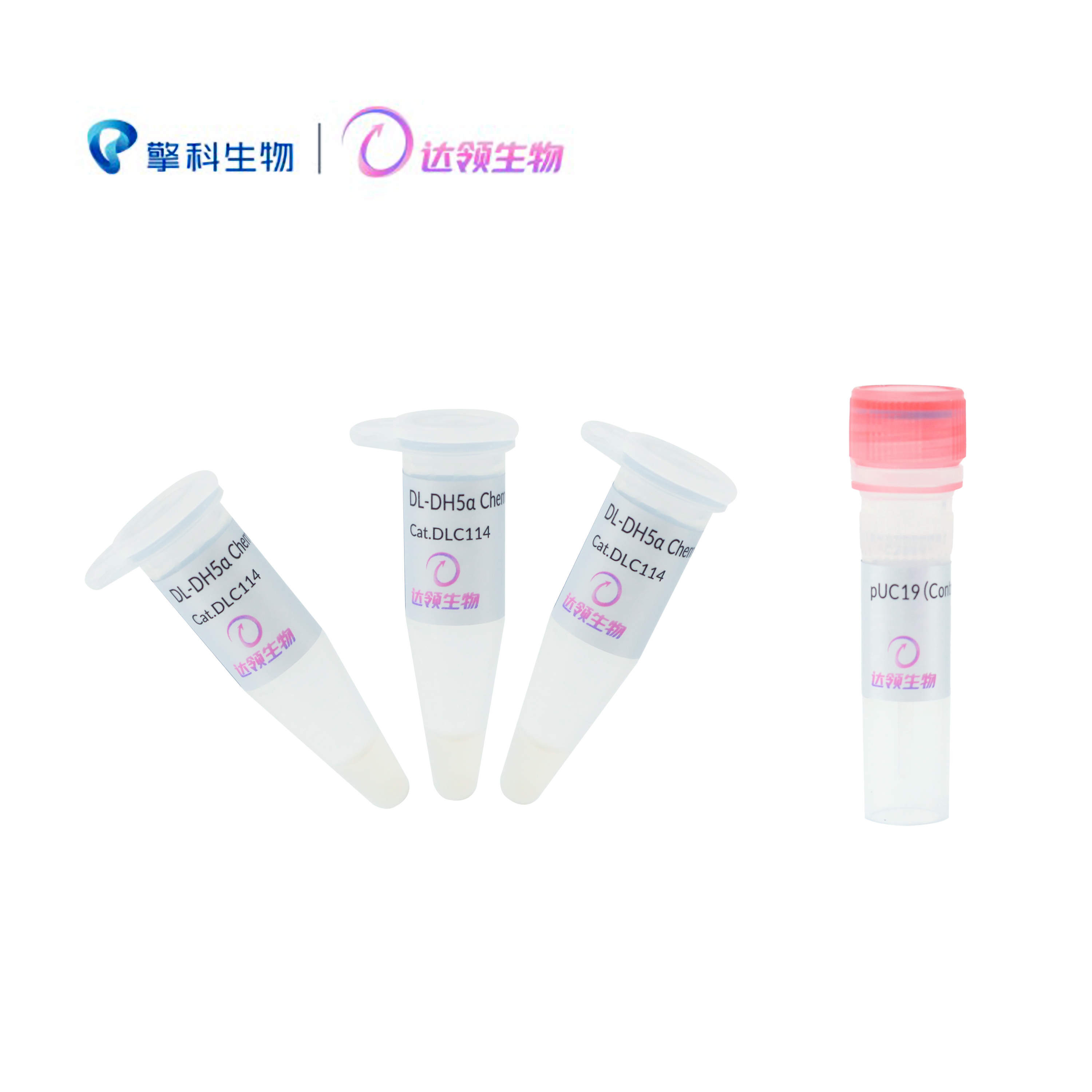 DL-DH5α感受态细胞